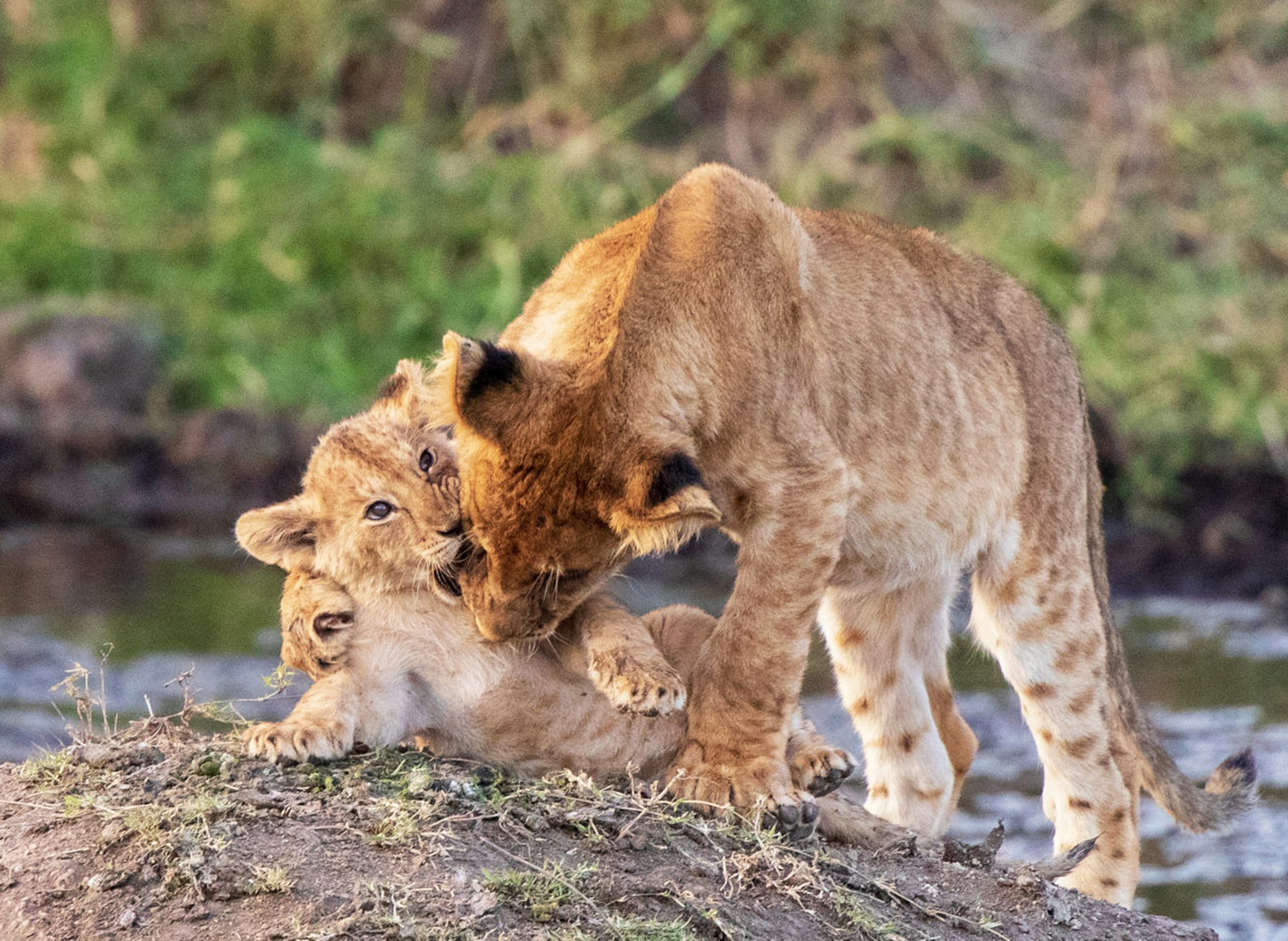 About Us - Lobo Africa Company Ltd